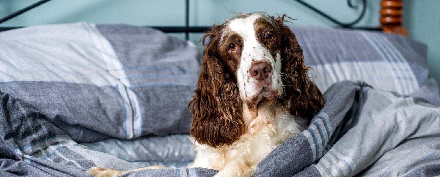 Treating Kidney Disease – Honey's Real Dog Food