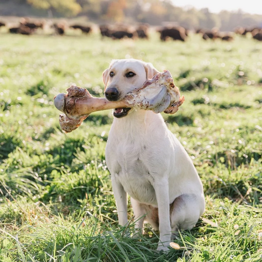 Why dogs love bones – Honey's Real Dog Food